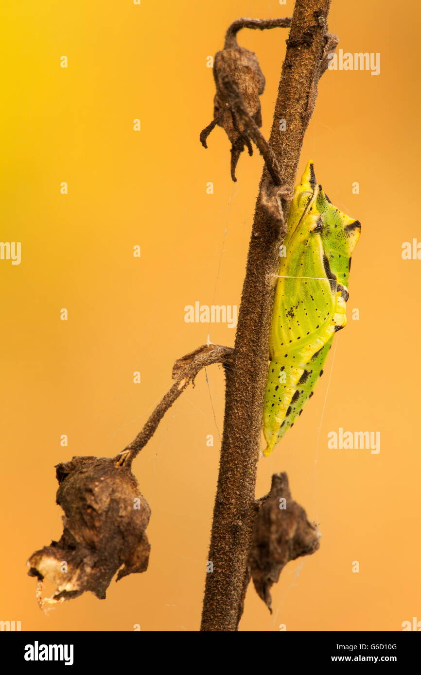Chrysalis about to open hi-res stock photography and images - Alamy