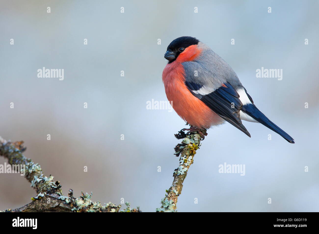 Male bullfinch images hi-res stock photography and images - Alamy