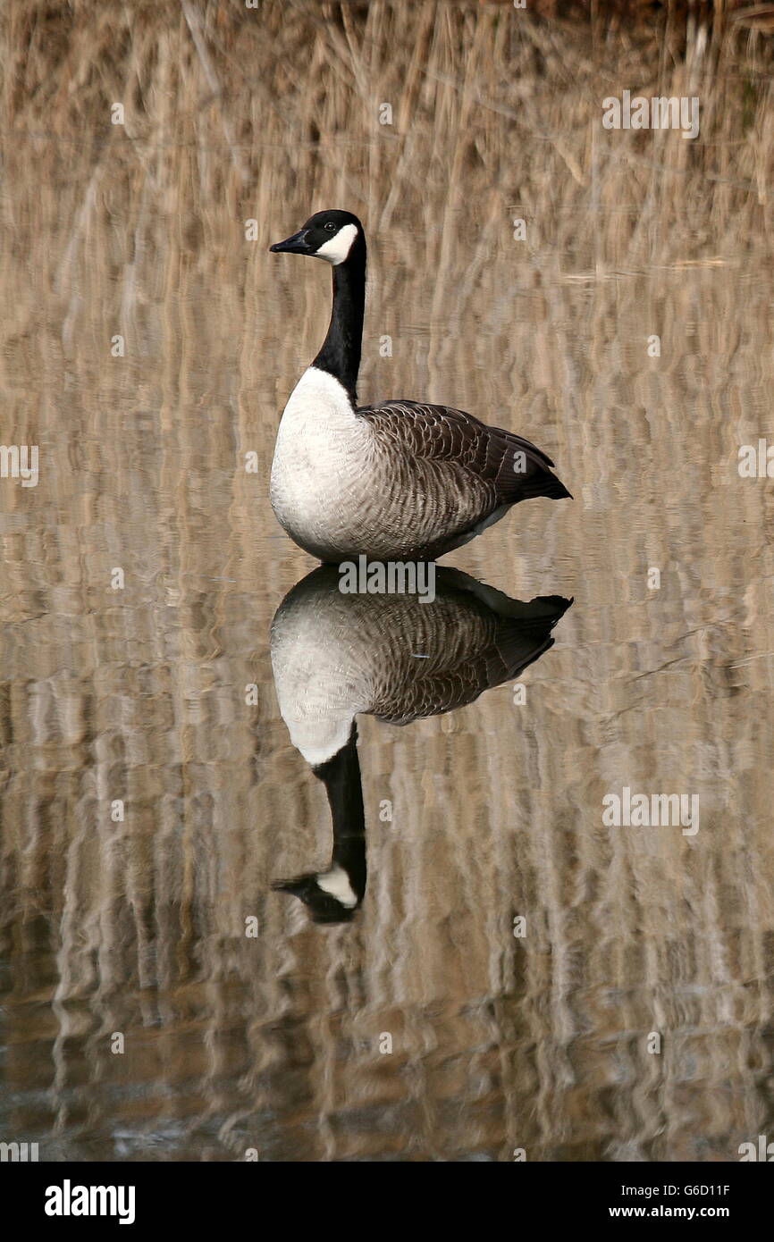Germany branta canadensis hi-res stock photography and images - Alamy
