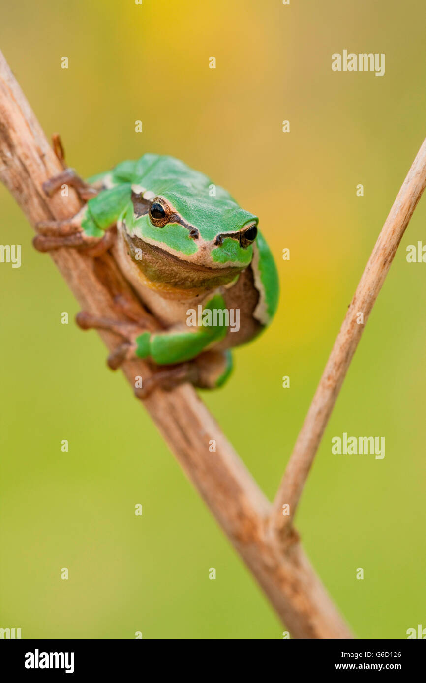 Europaen Tree Frogs High Resolution Stock Photography and Images - Alamy
