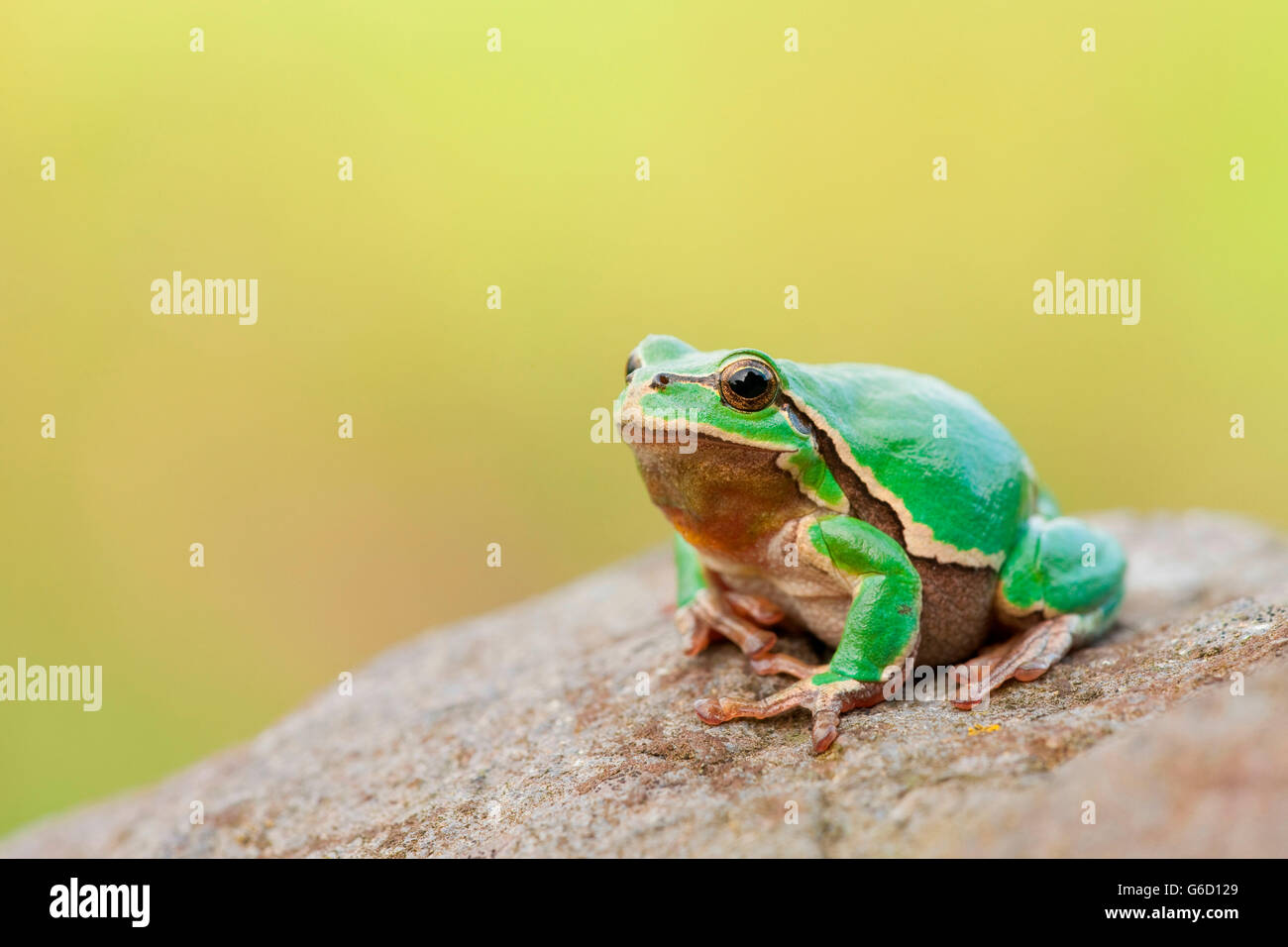 Europaen Tree Frogs High Resolution Stock Photography and Images - Alamy