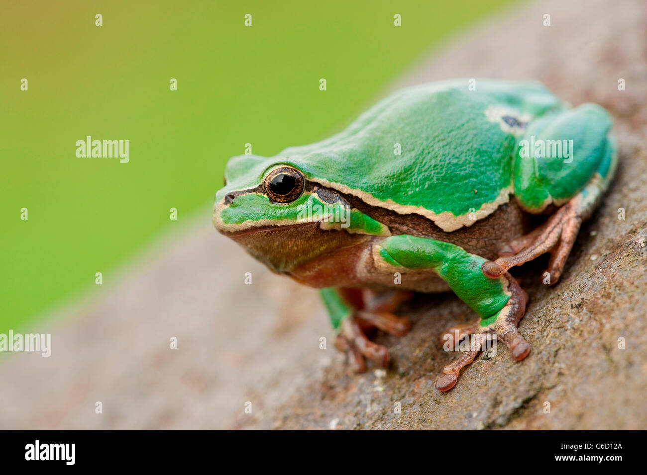 Europaen tree frogs hi-res stock photography and images - Alamy