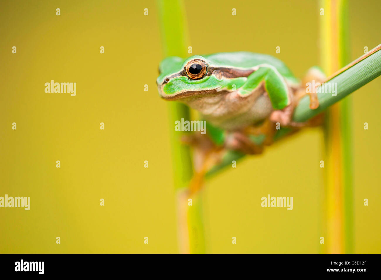 European tree frog, Germany / (Hyla arborea Stock Photo - Alamy