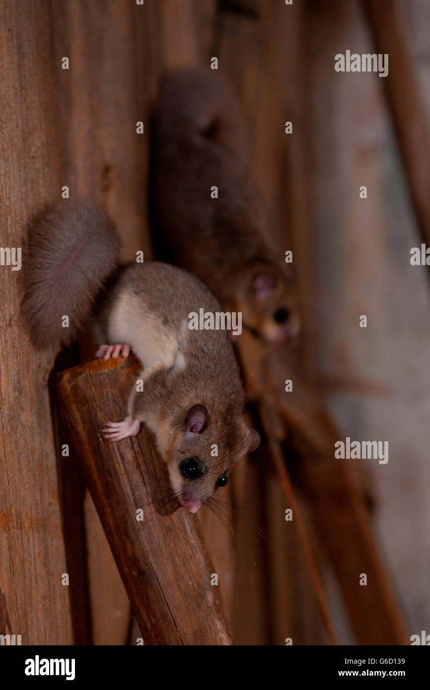 edible dormouse / (Glis glis Stock Photo - Alamy