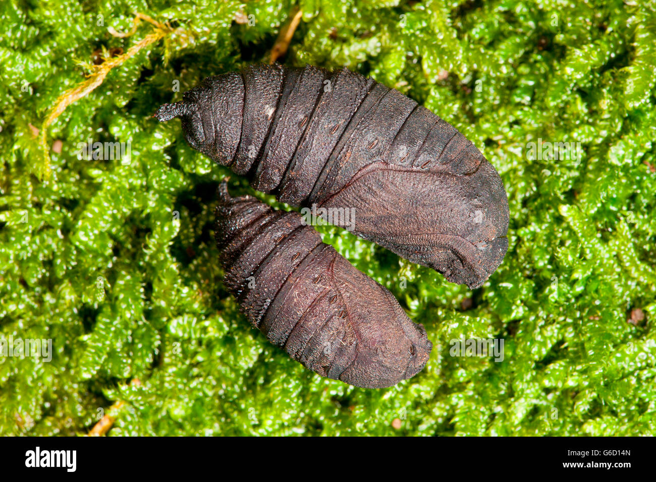 Tau emperor moths hi-res stock photography and images - Alamy