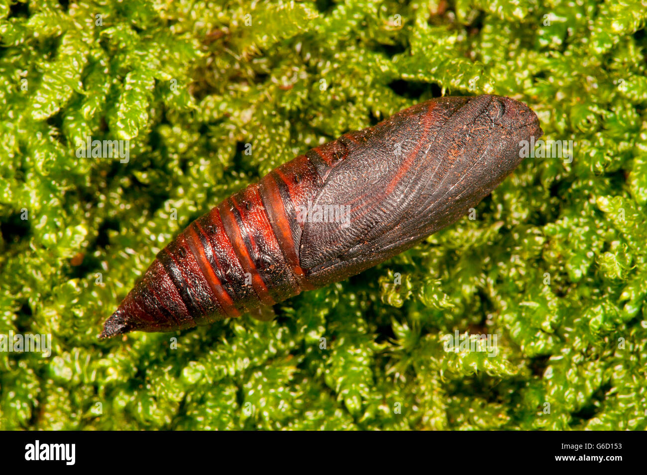 Broad-bordered Bee Hawk-moth, cocoon, Germany / (Hemaris fuciformis ...
