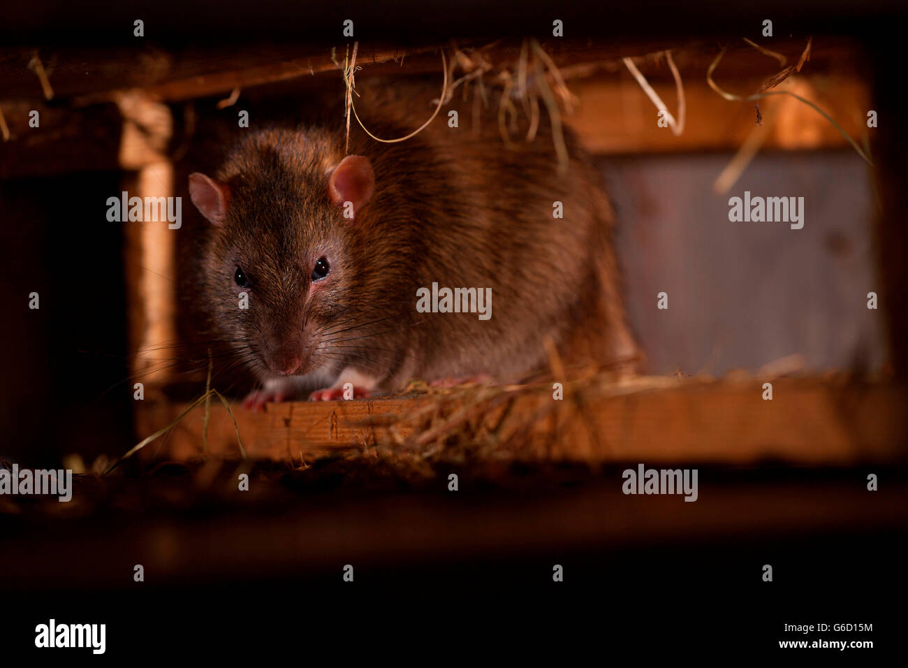 rat, in hiding place, Germany / (Rattus norvegicus forma domestica ...