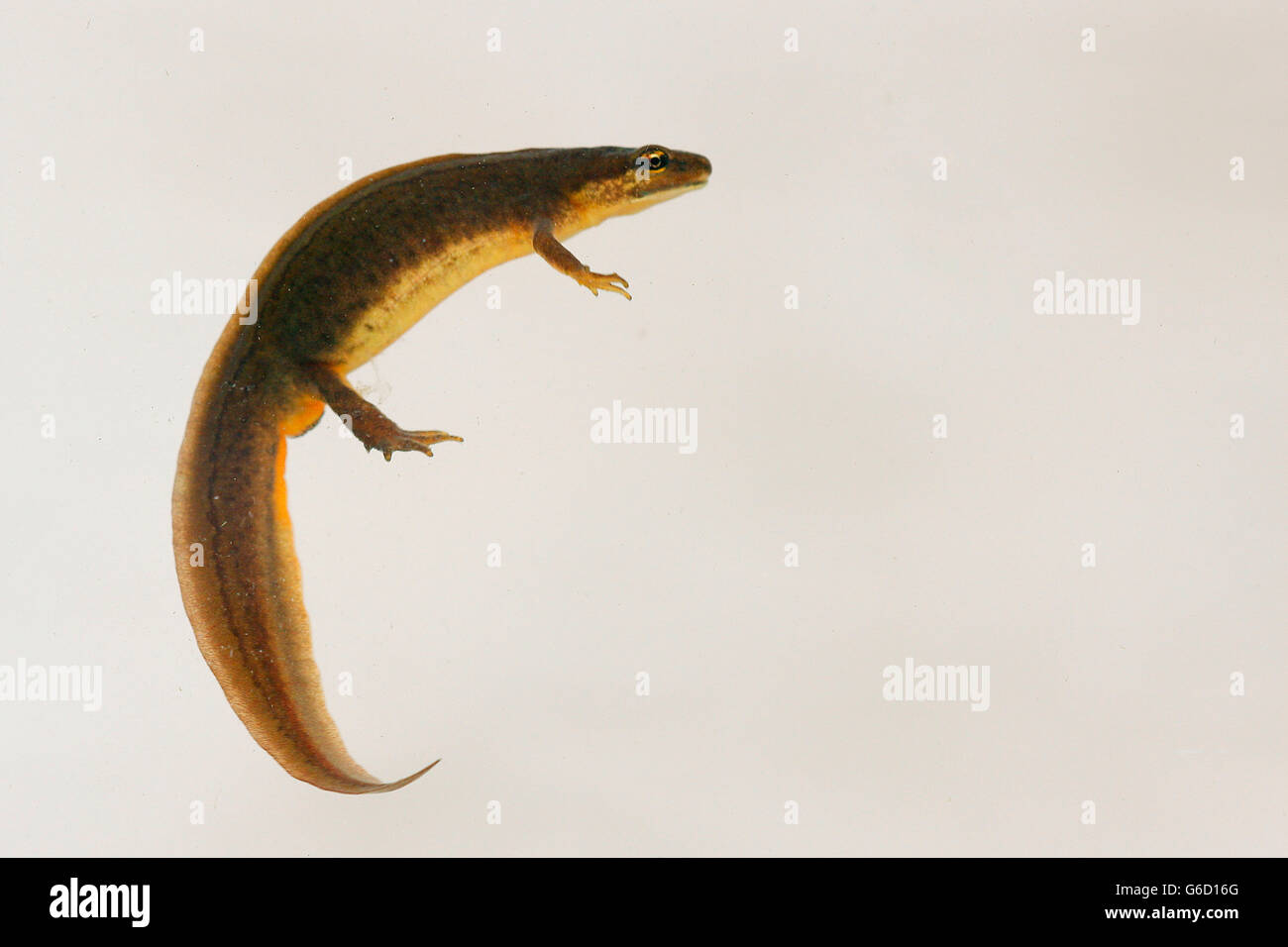 Female smooth newt triturus vulgaris hi-res stock photography and ...