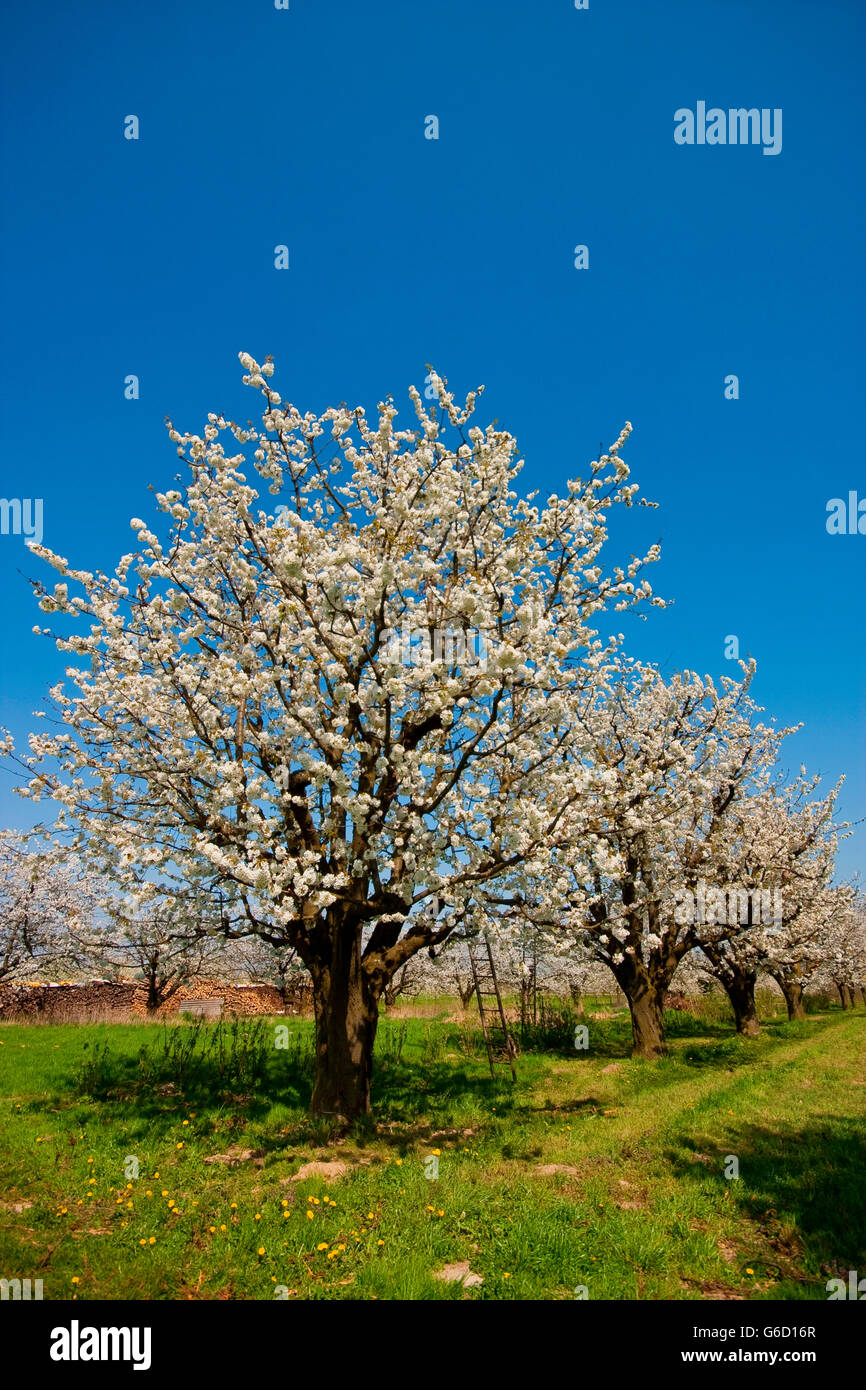 cherry tree, blooming, in spring, Kaiserstuhl, Germany / (Prunus Stock ...