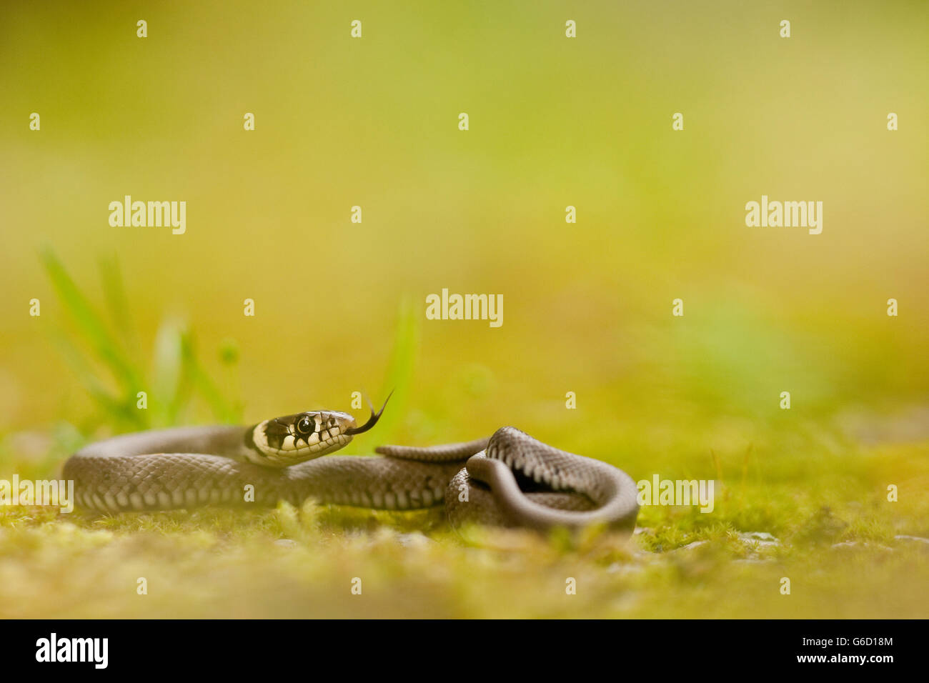 Grass Snake, young, Germany / (Natrix natrix Stock Photo - Alamy