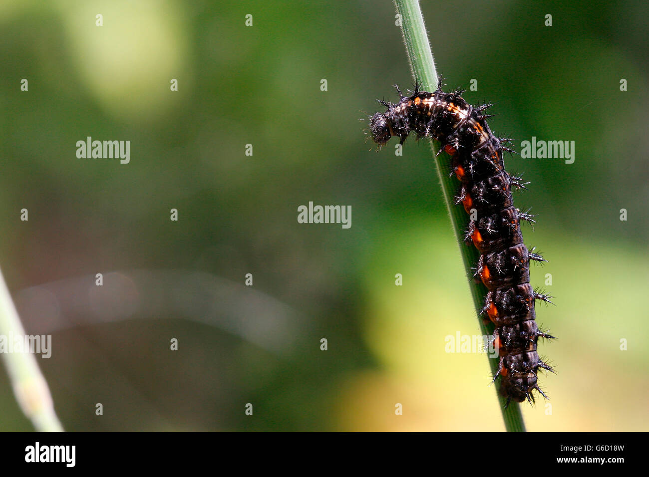 Aglaja hi-res stock photography and images - Alamy