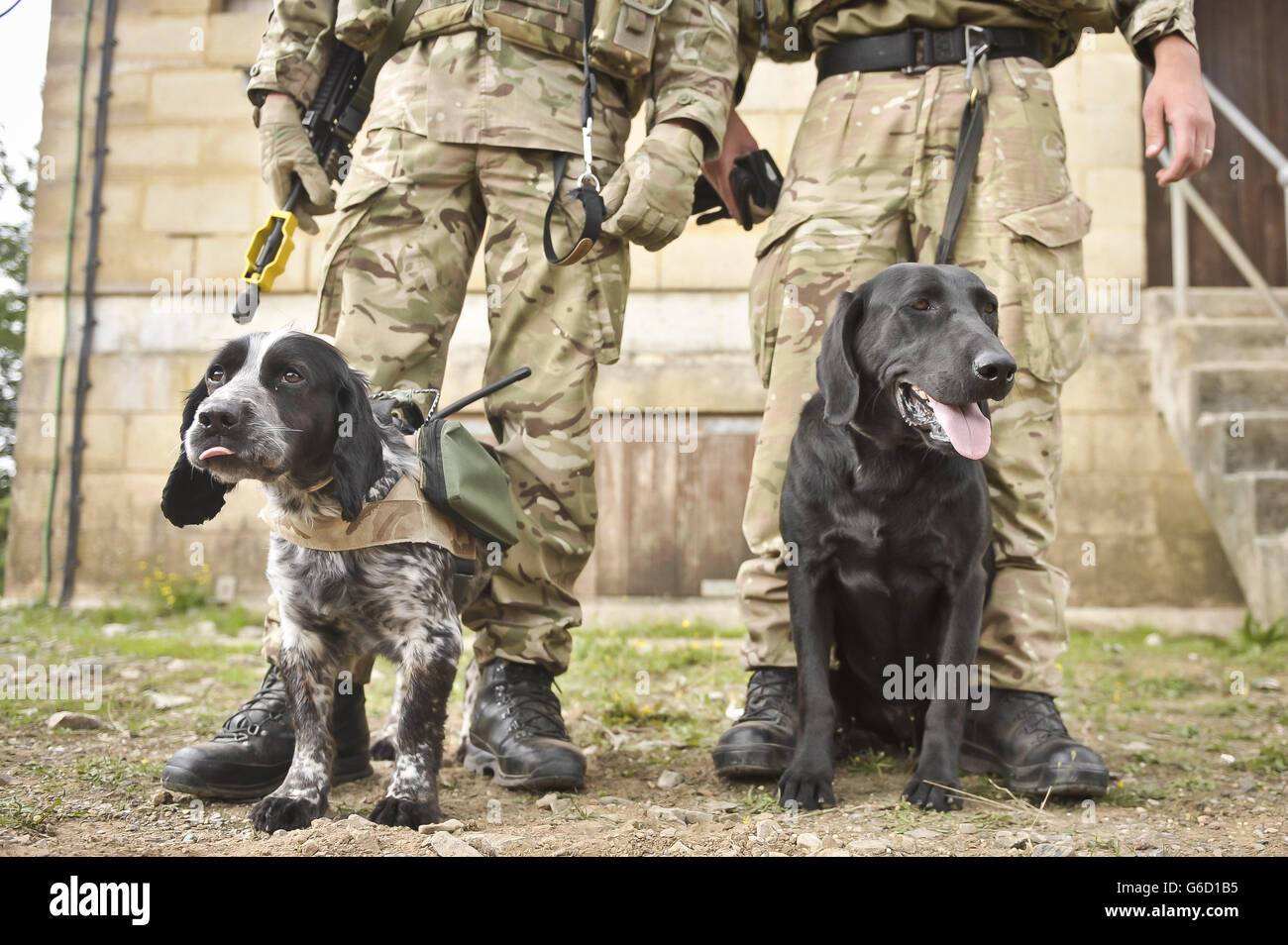 Military working dogs Quin, left, and Tonic, right, chill out between their handlers legs as ...