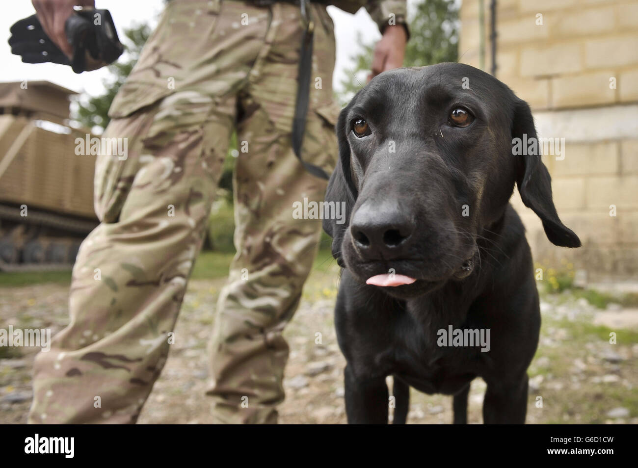 1 military working dogs hi-res stock photography and images - Alamy