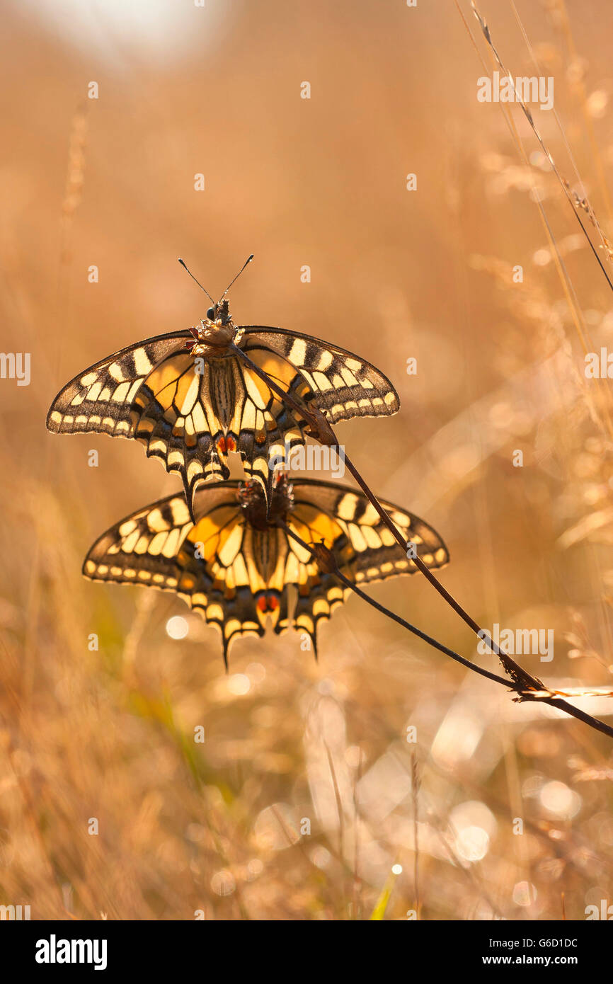 Old World Swallowtail, Germany / (Papilio machaon Stock Photo - Alamy