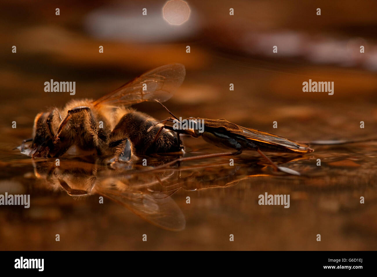 Common water striders hi-res stock photography and images - Alamy