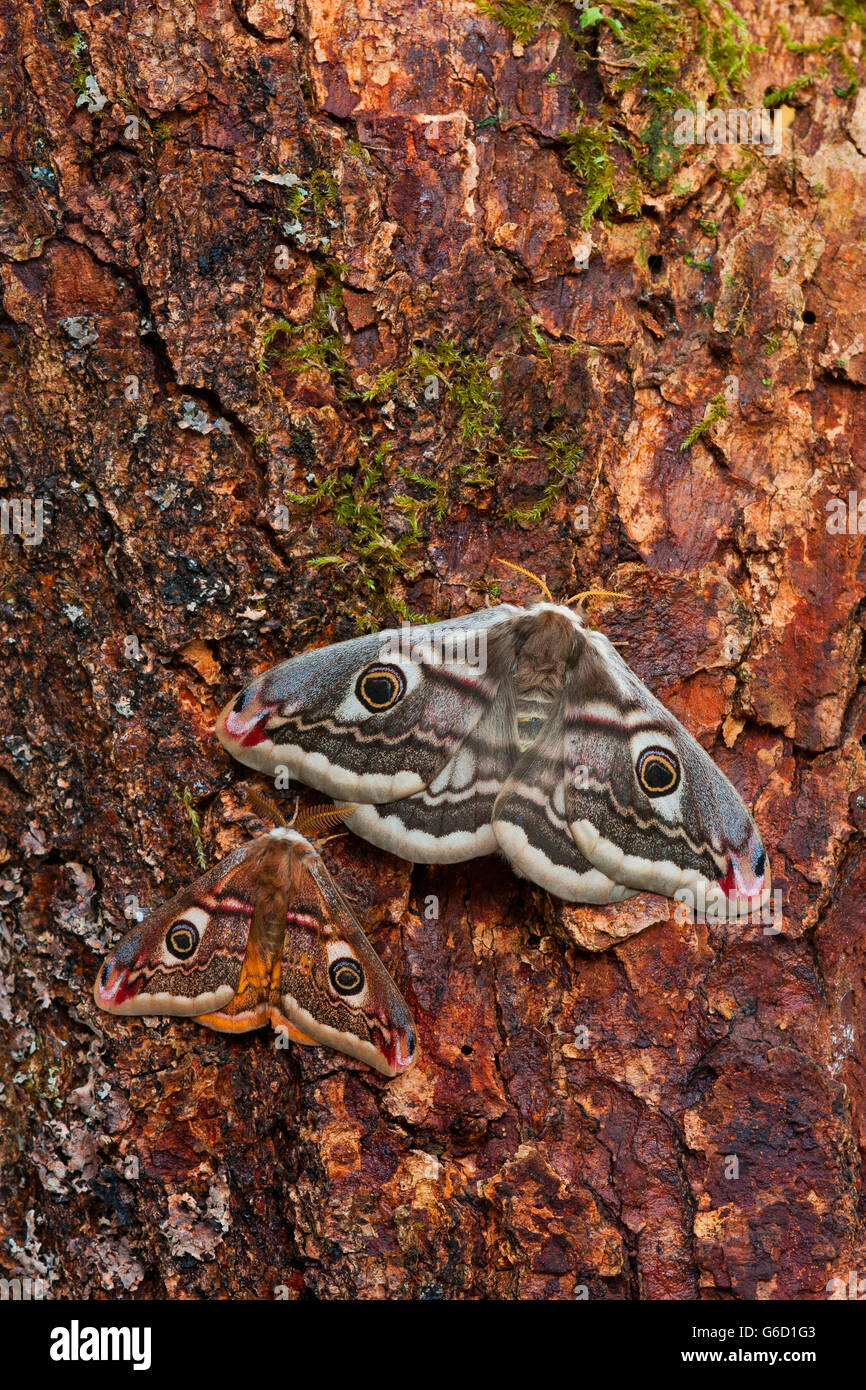 Small Emperor Moth, couple, male, female, Germany / (Saturnia pavonia ...