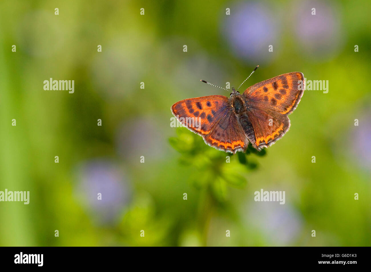 Violet Copper, female, Germany / (Lycaena helle Stock Photo - Alamy