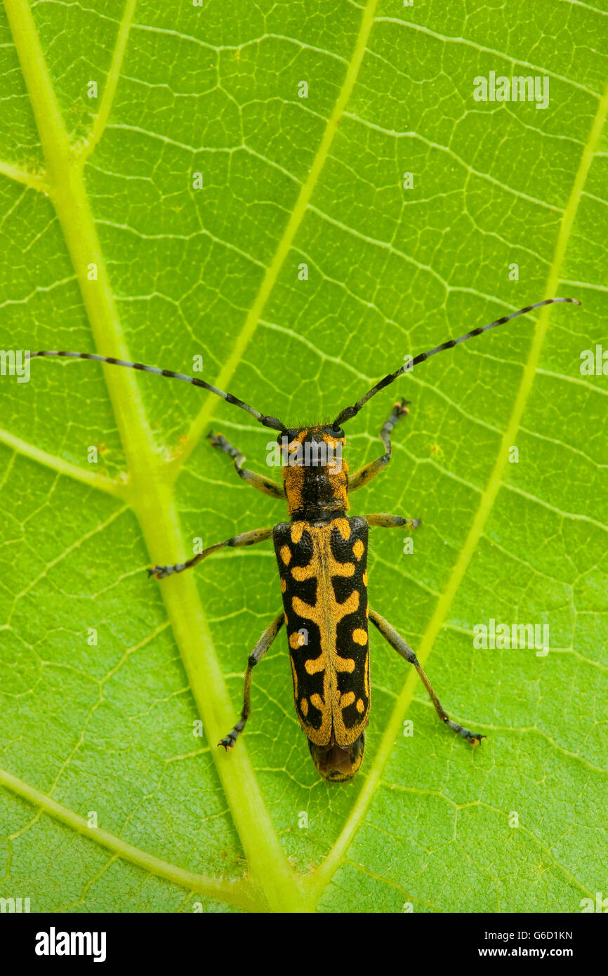 Ladder-marked long horn beetle, Germany / (Saperda scalaris Stock Photo ...