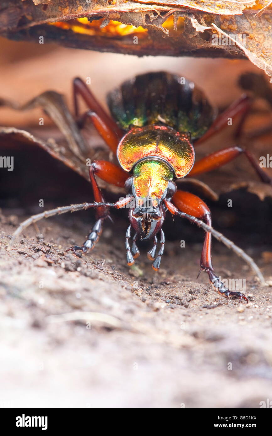 golden ground beetle, Germany / (Carabus auronitens Stock Photo - Alamy