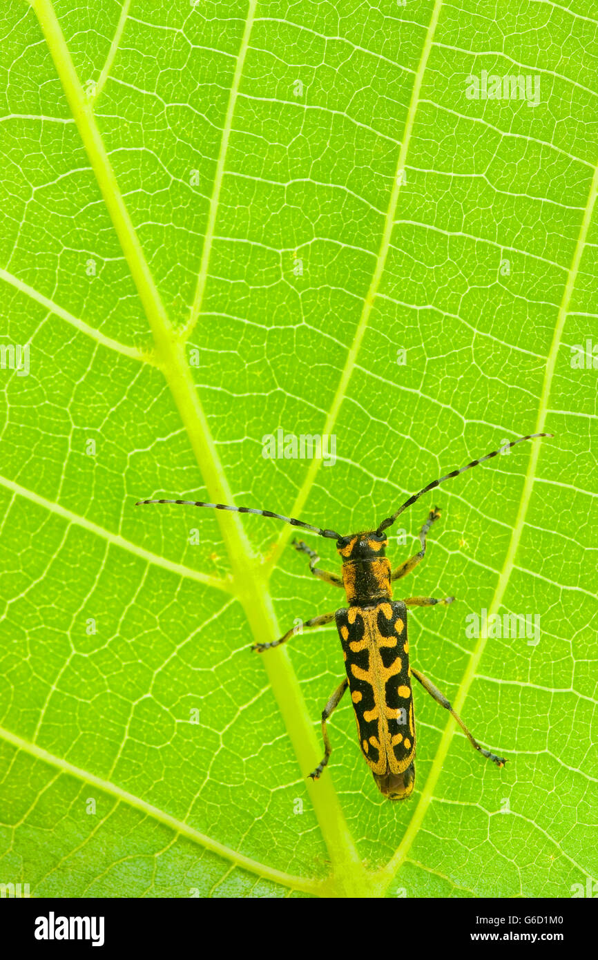 Ladder-marked long horn beetle, Germany / (Saperda scalaris Stock Photo ...