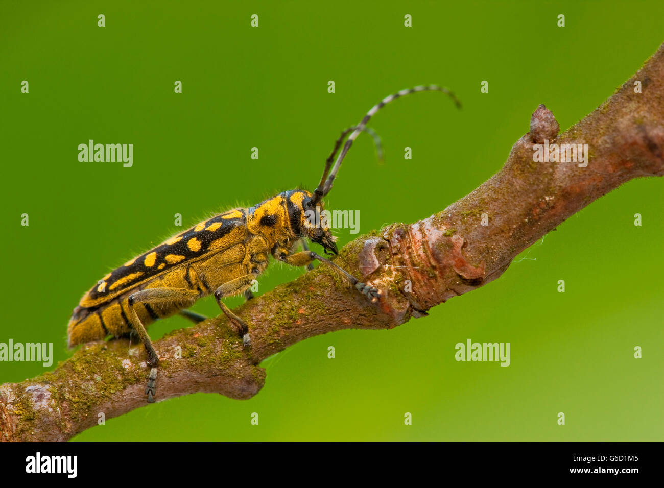 Ladder-marked long horn beetle, Germany / (Saperda scalaris Stock Photo ...