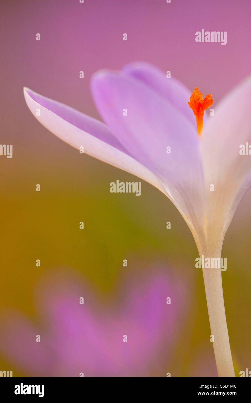 woodland crocus, blossom, Germany / (Crocus tommasinianus Stock Photo ...