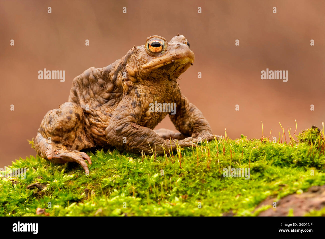 common toad, Germany / (Bufo bufo Stock Photo - Alamy