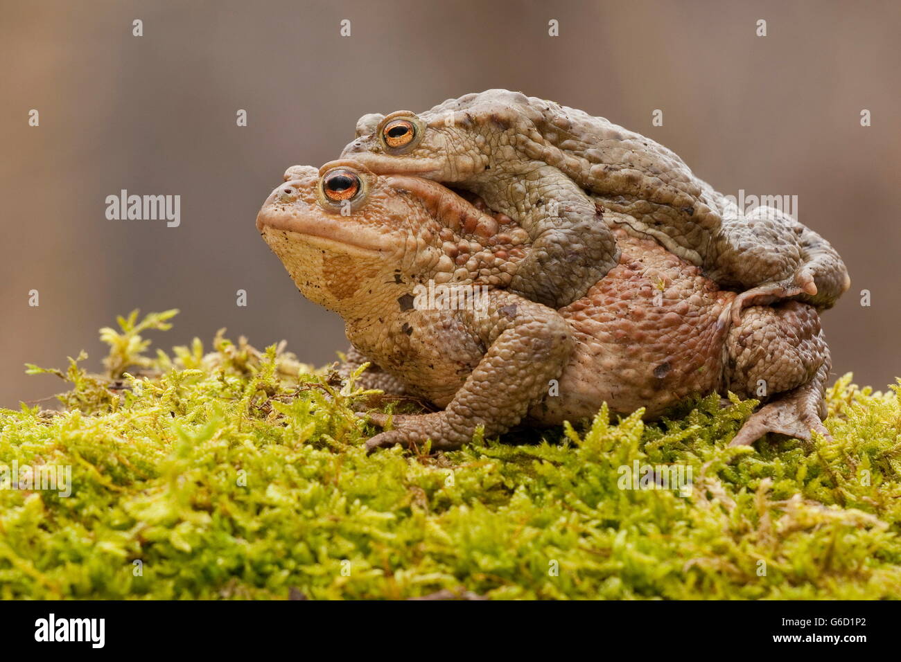 common toad, mating, Germany / (Bufo bufo Stock Photo - Alamy