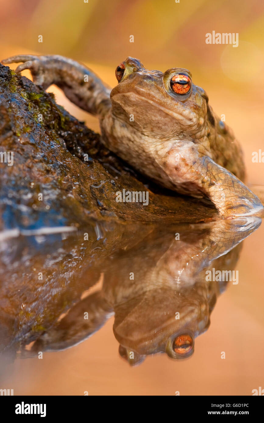 common toad, Germany / (Bufo bufo Stock Photo - Alamy