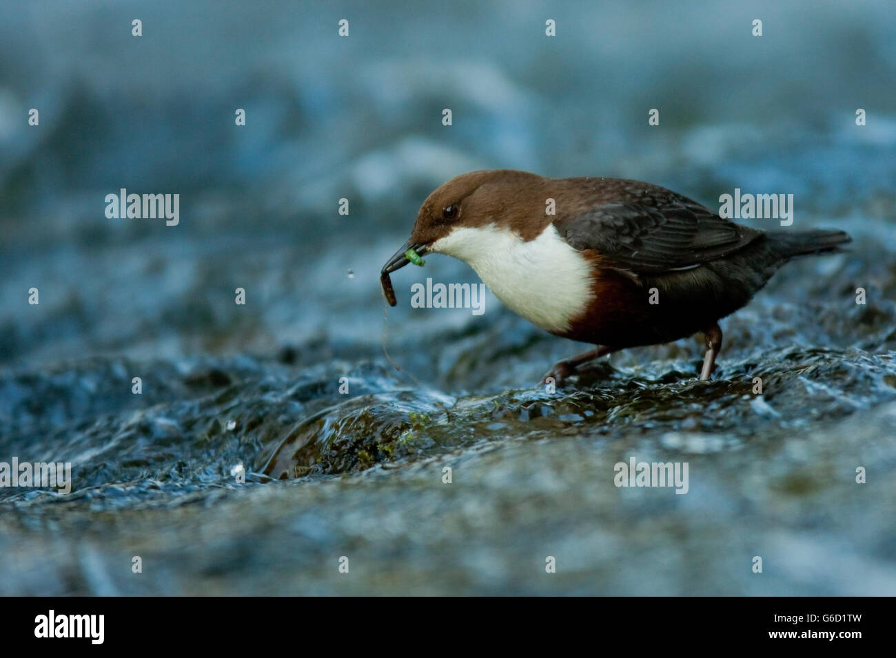 Dipper foraging hi-res stock photography and images - Alamy
