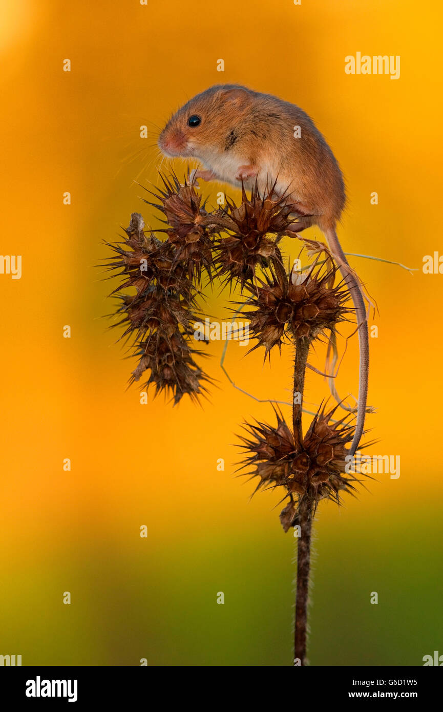 harvest mouse, Germany / (Micromys minutus Stock Photo - Alamy
