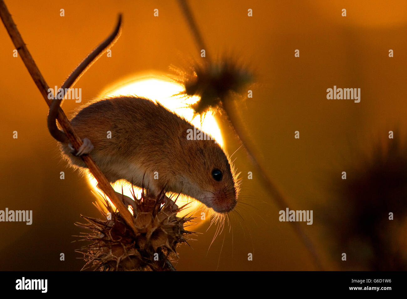 harvest mouse, sun, Germany / (Micromys minutus Stock Photo - Alamy