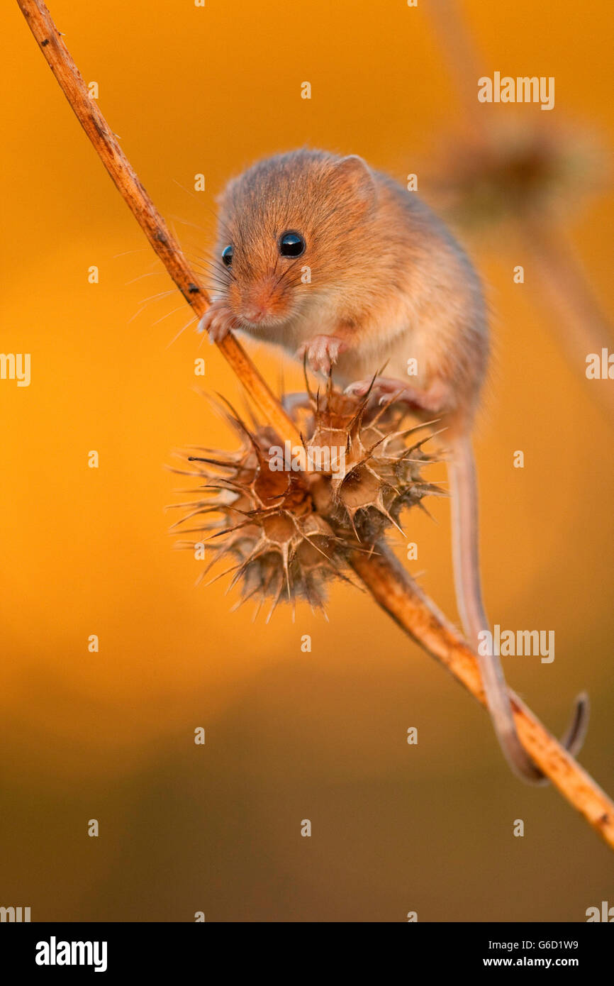 harvest mouse, Germany / (Micromys minutus Stock Photo - Alamy