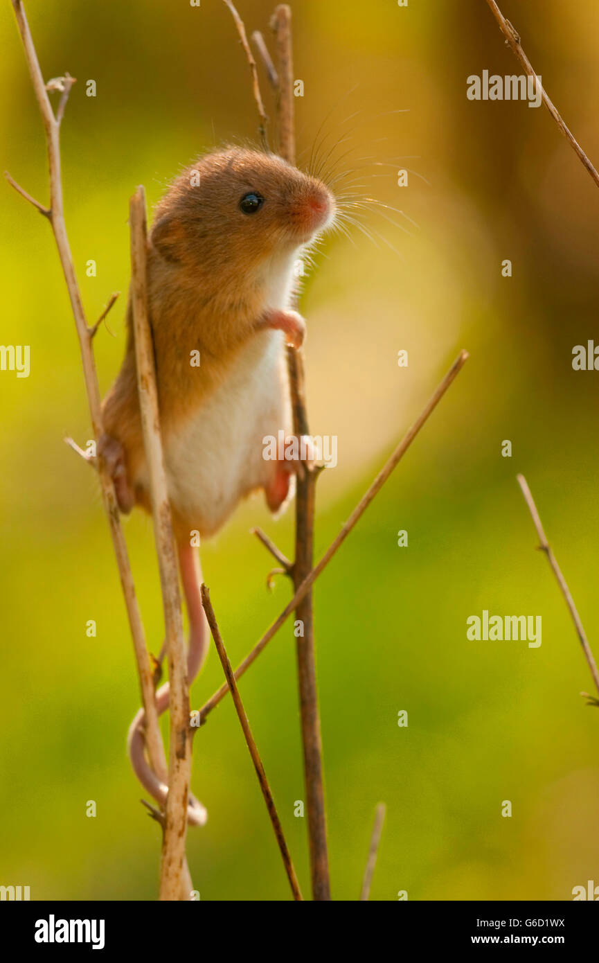 harvest mouse, Germany / (Micromys minutus Stock Photo - Alamy