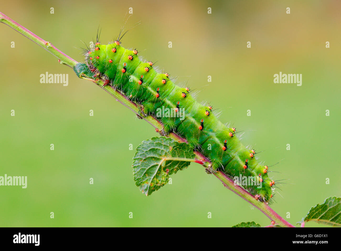 Emperor moth caterpillar hi-res stock photography and images - Alamy