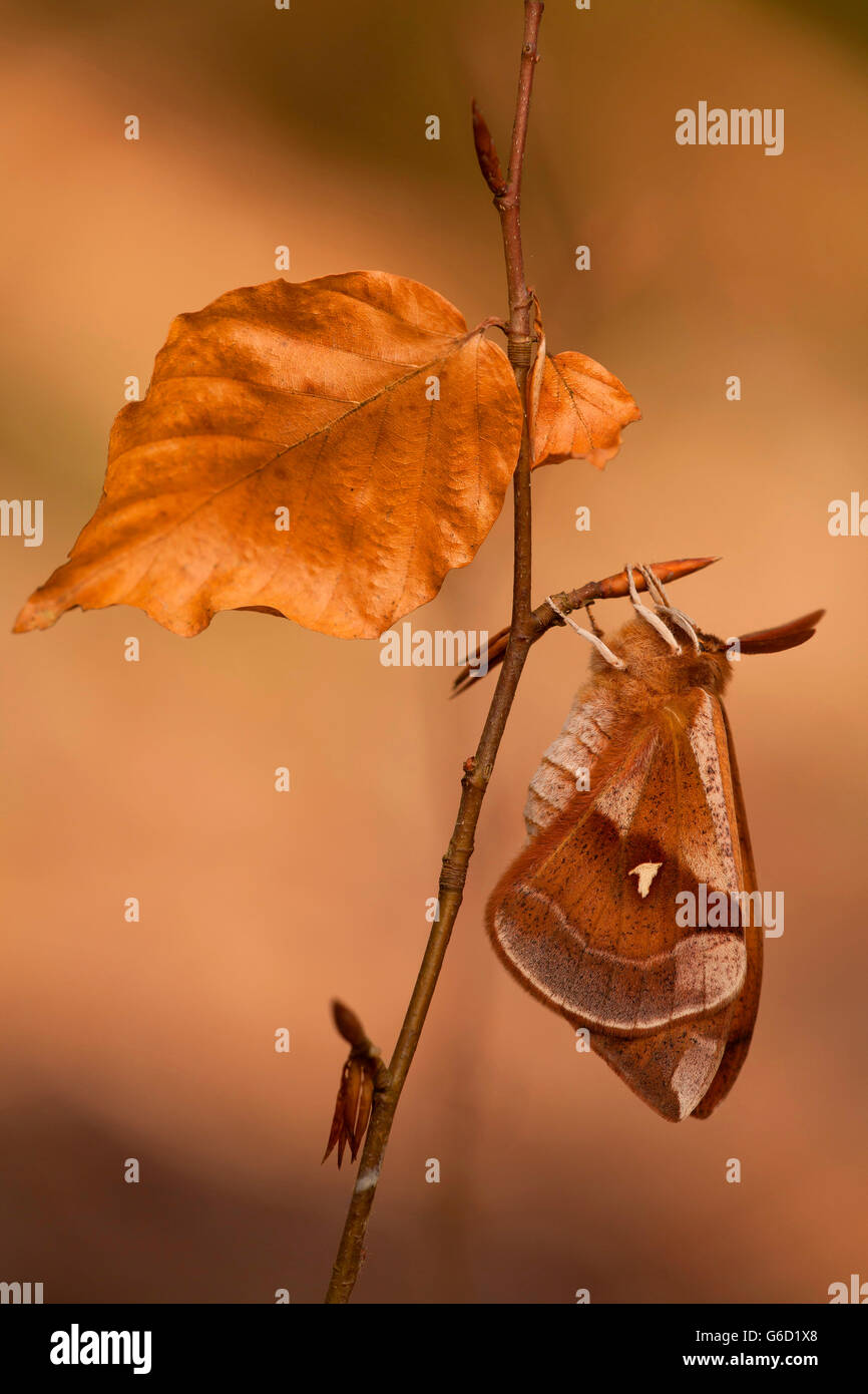 Tau Emperor, Germany / (Aglia tau Stock Photo - Alamy