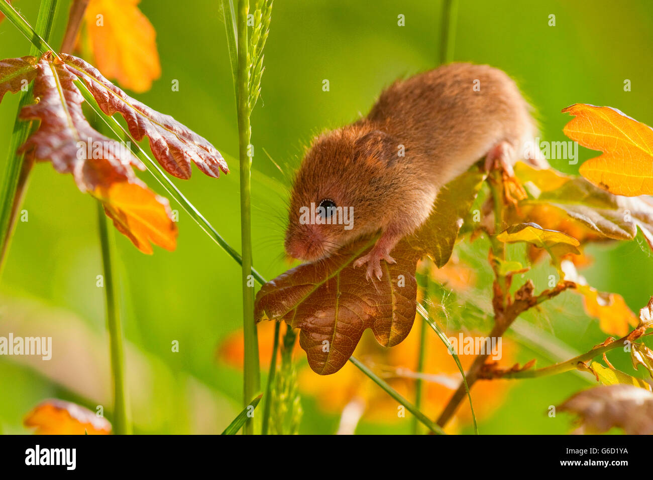 harvest mouse, Germany / (Micromys minutus Stock Photo - Alamy