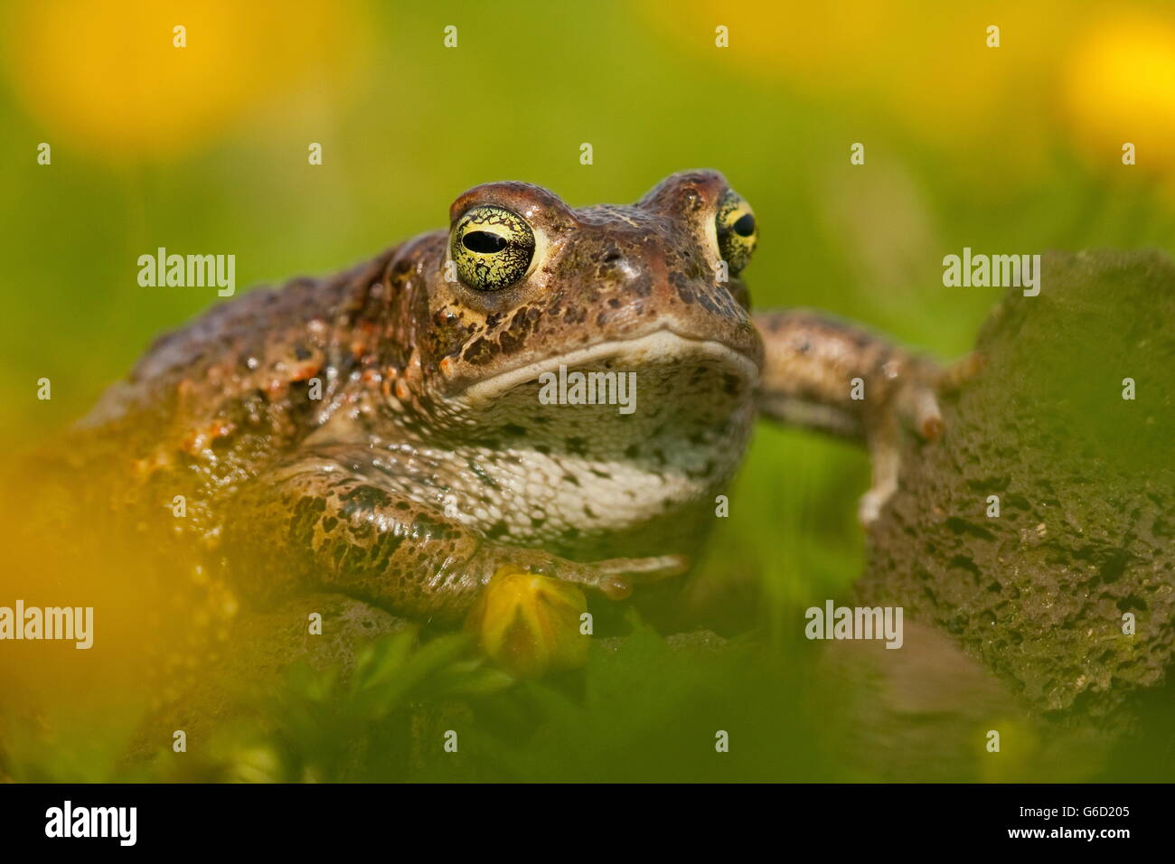 Full grown toads hi-res stock photography and images - Alamy