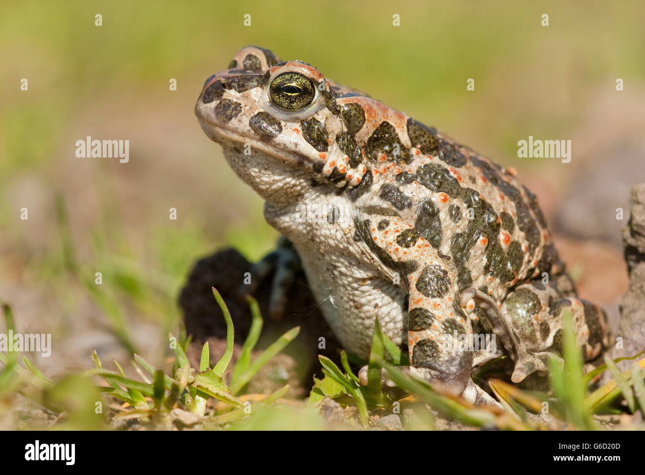 green toad, Germany / (Bufotes viridis Stock Photo - Alamy