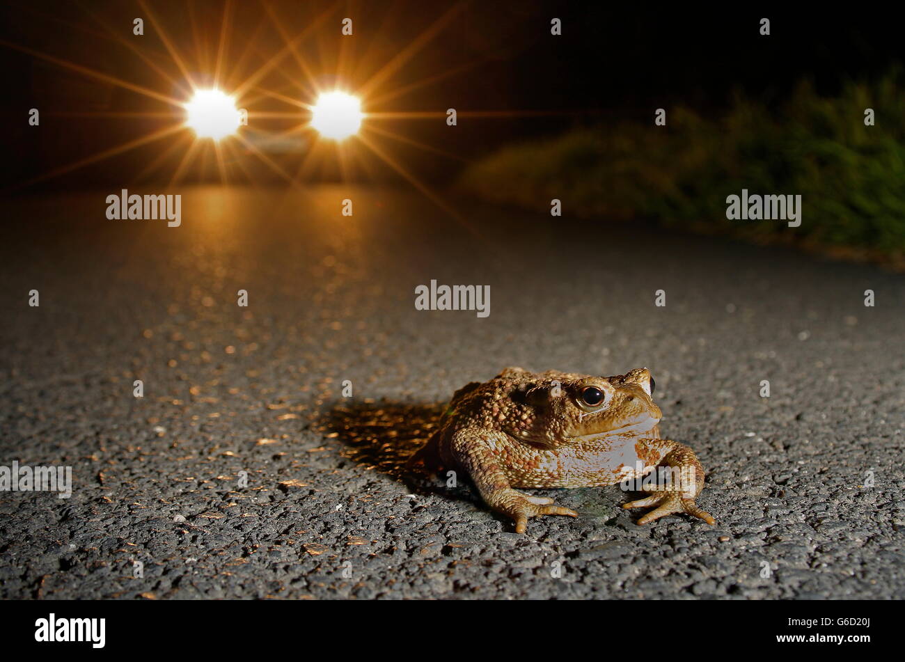 common toad, toad migration, road, car, Germany / (Bufo bufo Stock ...