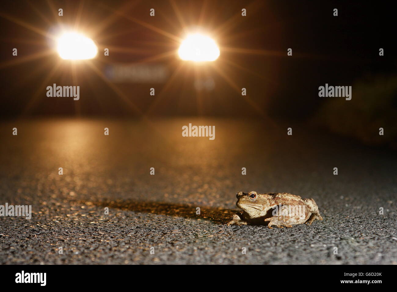 Common toad in the road hi-res stock photography and images - Alamy