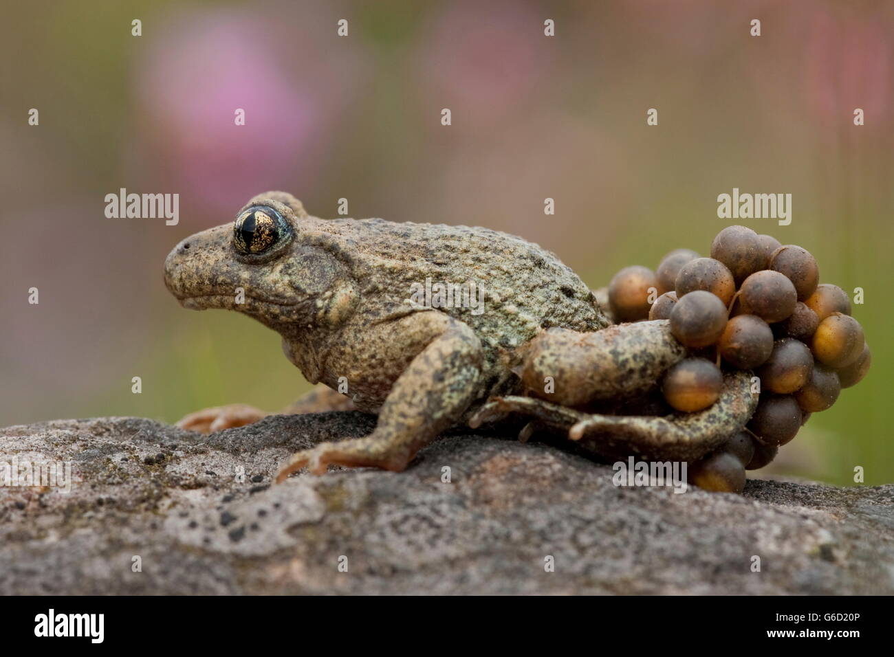 common midwife toad, whith eggs, Germany / (Alytes obstetricans Stock ...