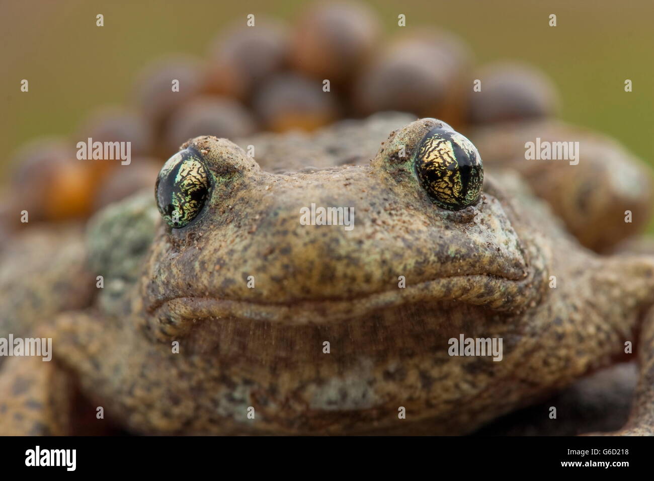 common midwife toad, Germany / (Alytes obstetricans Stock Photo - Alamy