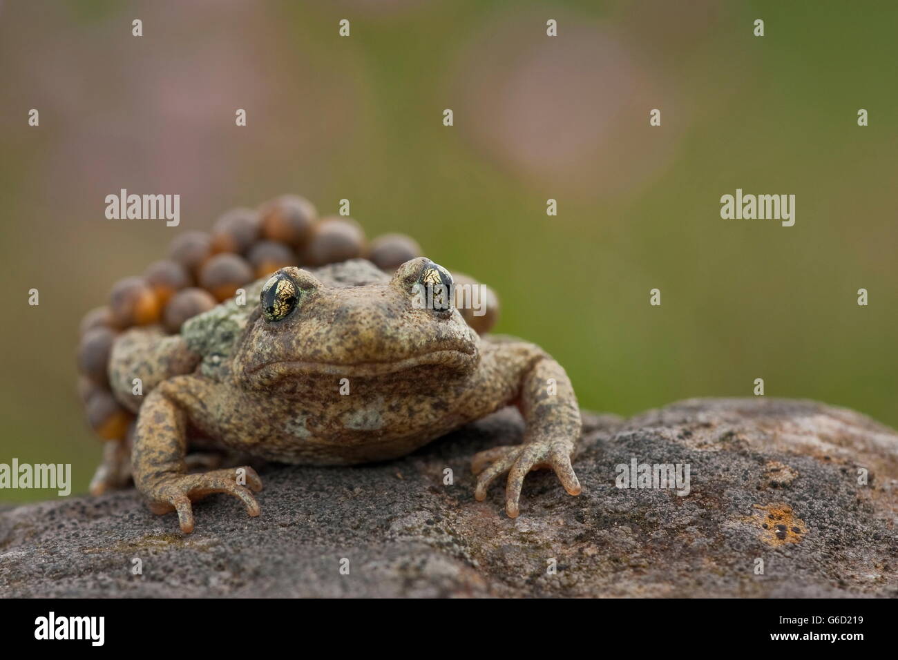 common midwife toad, Germany / (Alytes obstetricans Stock Photo - Alamy