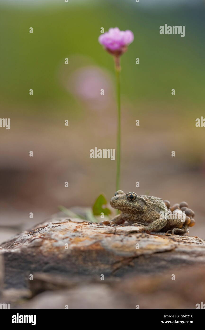 common midwife toad, Germany / (Alytes obstetricans Stock Photo - Alamy