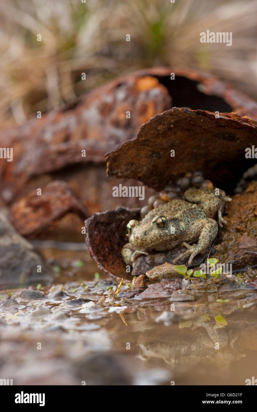 common midwife toad, Germany / (Alytes obstetricans Stock Photo - Alamy