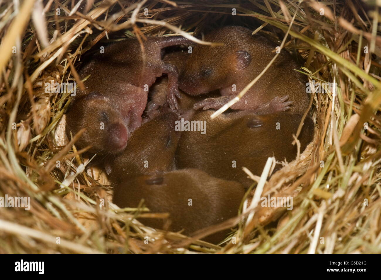 Harvest mouse nest hi-res stock photography and images - Alamy