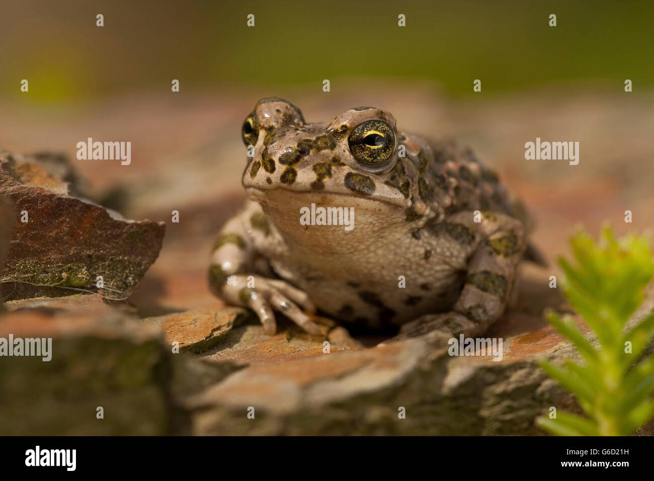 green toad, Germany / (Bufotes viridis Stock Photo - Alamy