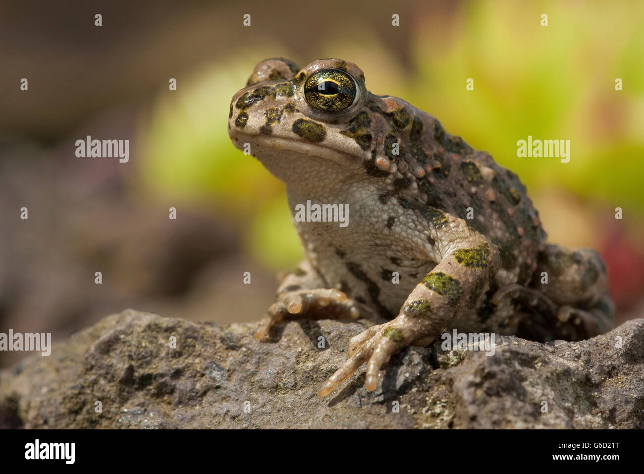 green toad, Germany / (Bufotes viridis Stock Photo - Alamy