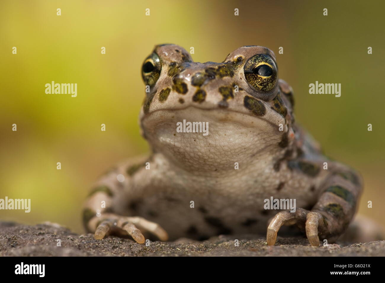 green toad, Germany / (Bufotes viridis Stock Photo - Alamy